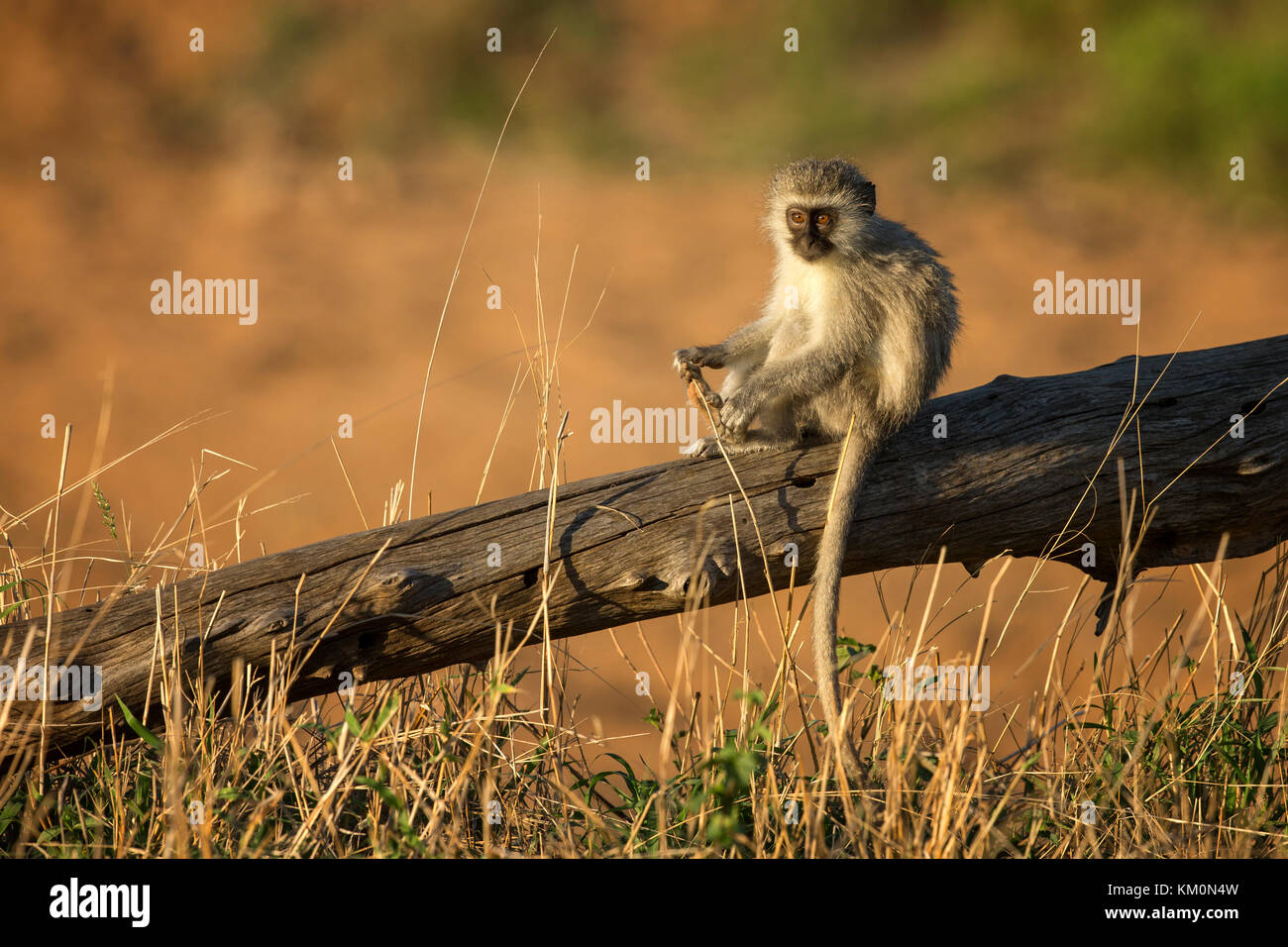 Vervet Monkey, Kruger National Park, South Africa Stock Photo - Alamy
