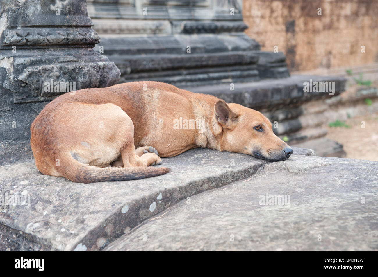 Cambodian Razorback Dog