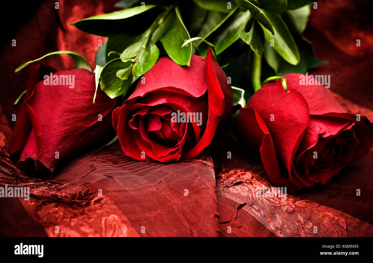 Beautiful long stem red roses on a satiny red background Stock Photo ...