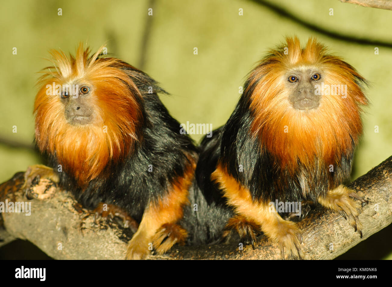 A pair of golden-headed lion tamarin (Leontopithecus chrysomelas), or ...