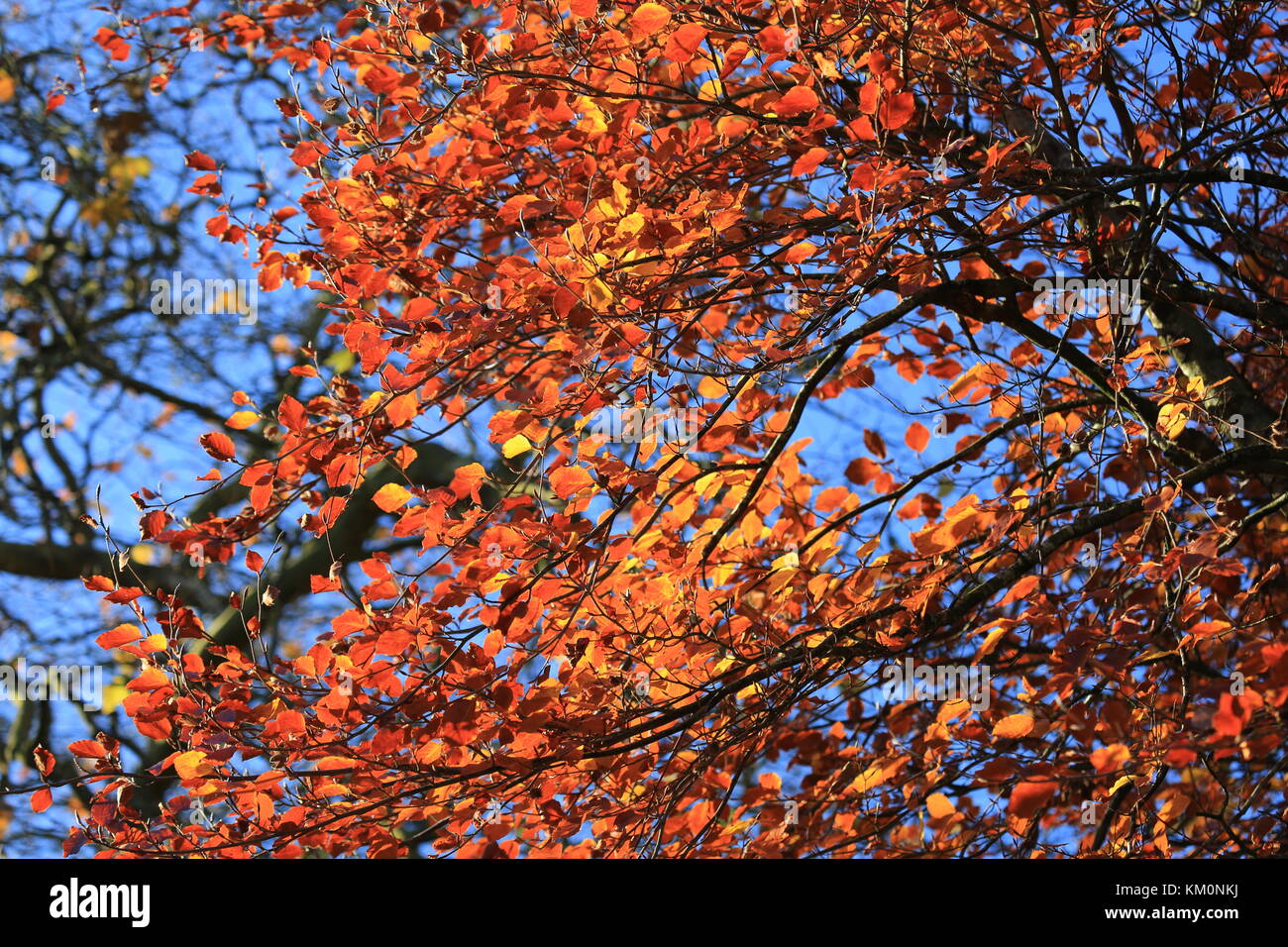 Tree in Autumn Stock Photo - Alamy