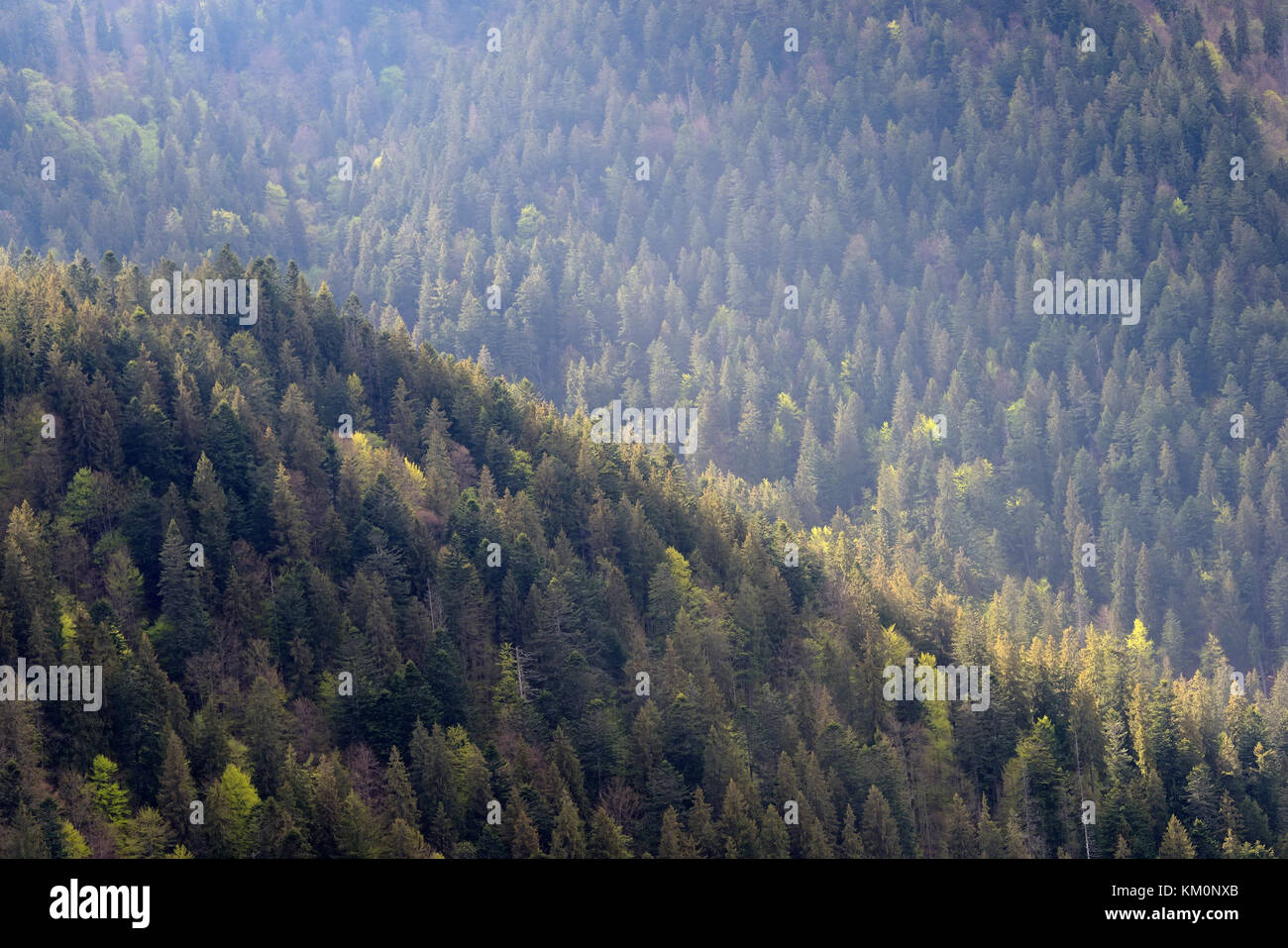 Background of forest with coniferous trees texture Stock Photo - Alamy