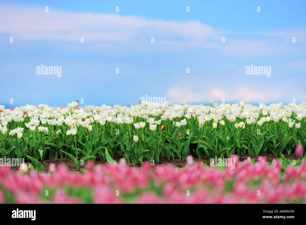 Close-up beautiful white tulips in spring field Stock Photo - Alamy