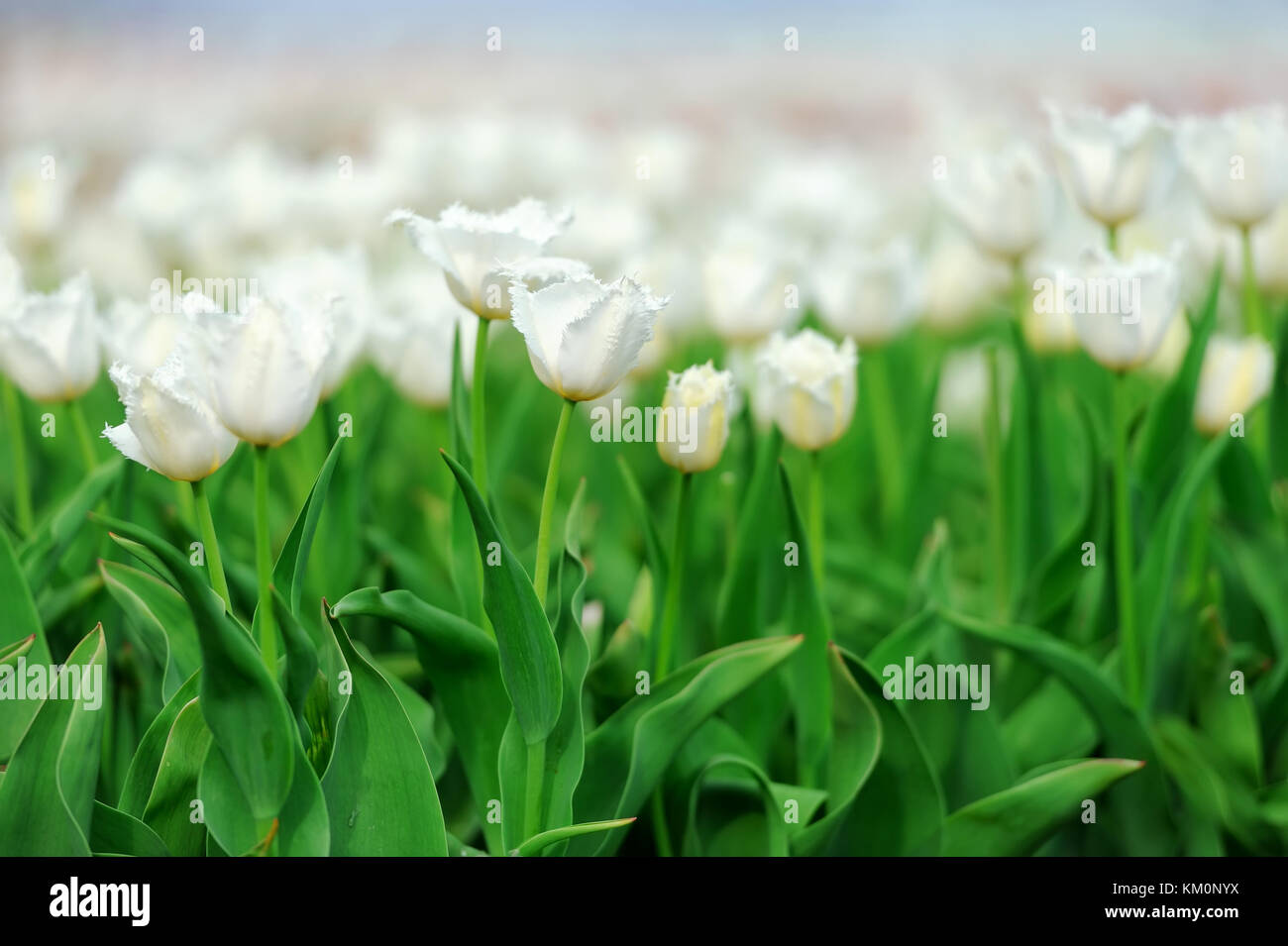 Close-up beautiful white tulips in spring field Stock Photo - Alamy