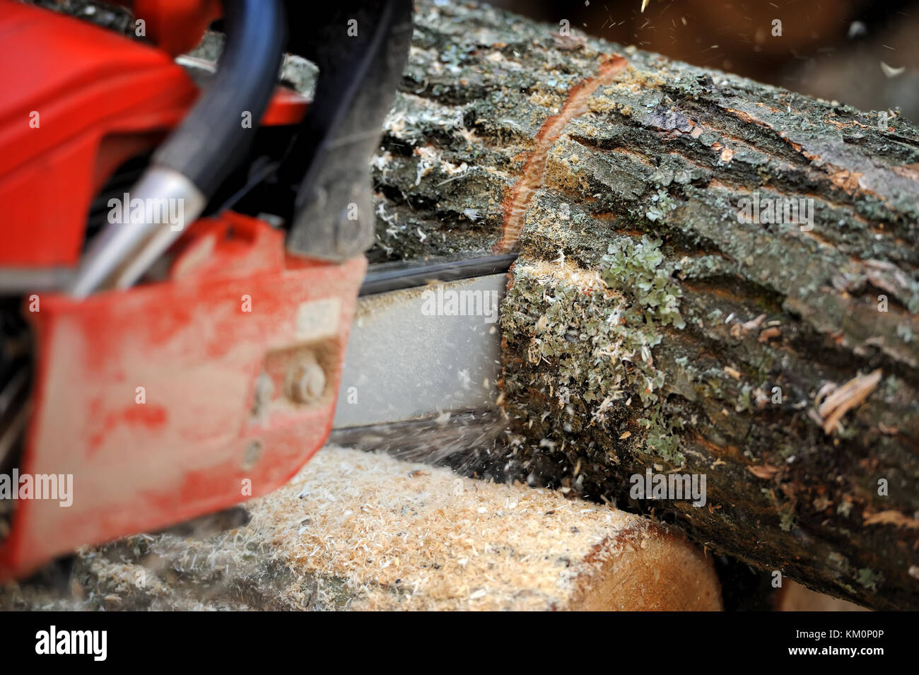 Close-up chainsaw and many tree trunks Stock Photo - Alamy