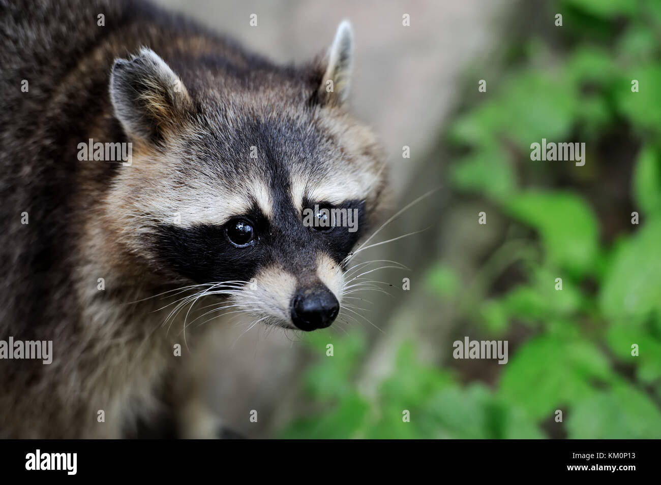 Raccoon in the forest in the natural environment Stock Photo - Alamy