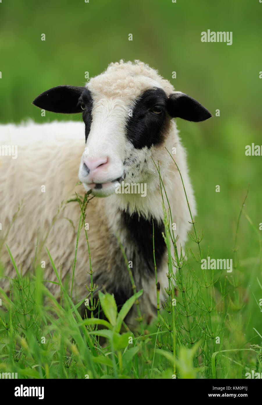 Sheep in summer hi-res stock photography and images - Alamy