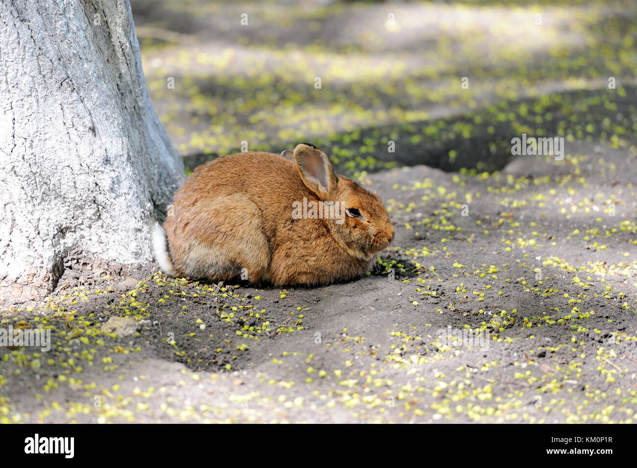 Rabbit under tree hi-res stock photography and images - Alamy