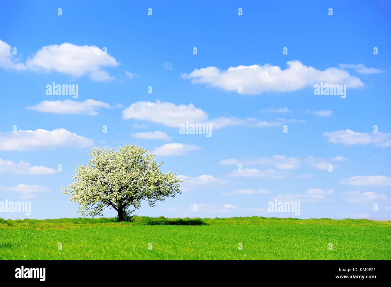 Single blossoming tree in spring on rural meadow Stock Photo - Alamy