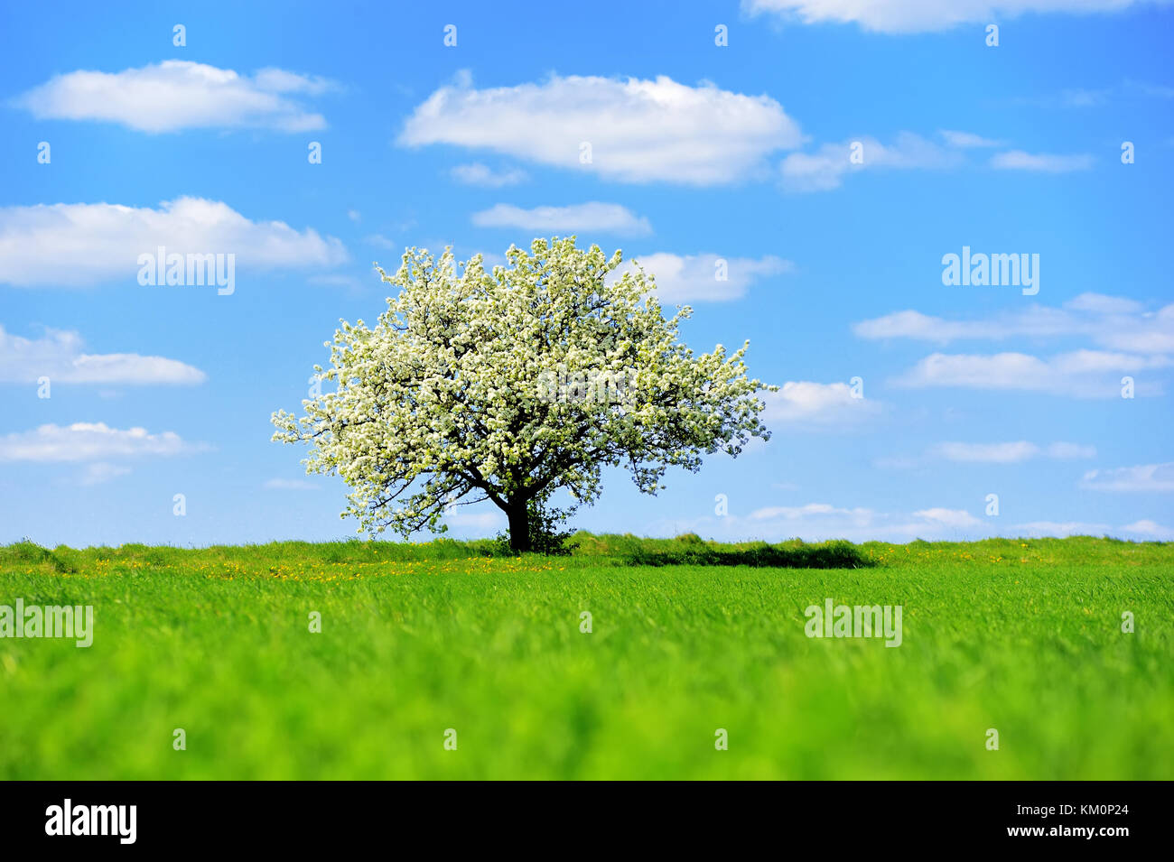 Single blossoming tree in spring on rural meadow Stock Photo - Alamy