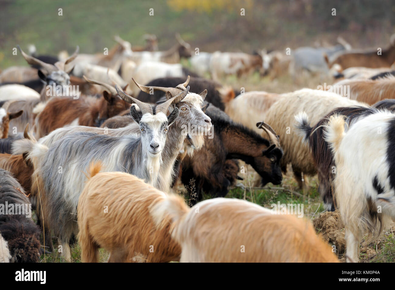 Goat in meadow. Goat herd Stock Photo - Alamy