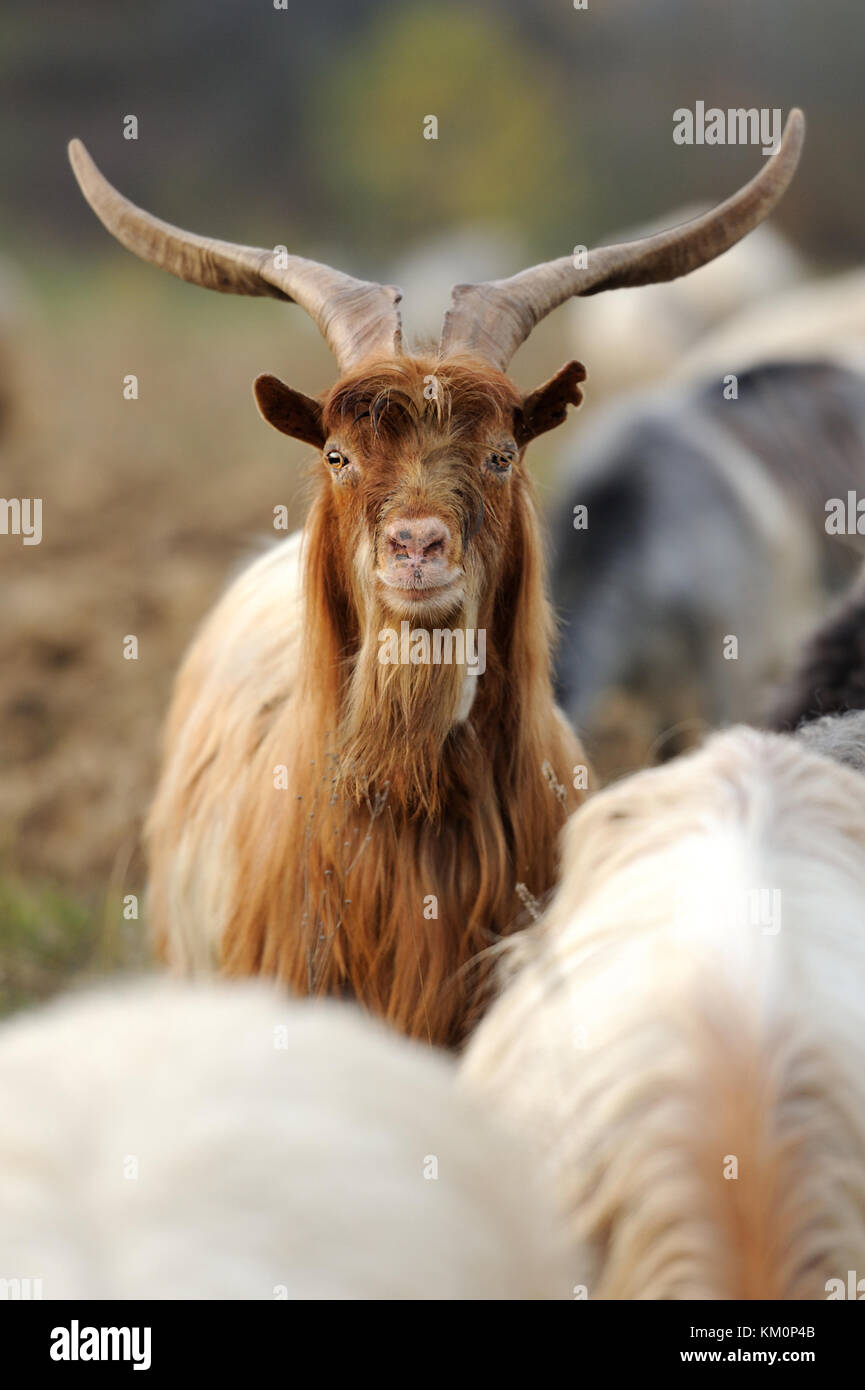 Goat in meadow. Goat herd Stock Photo - Alamy