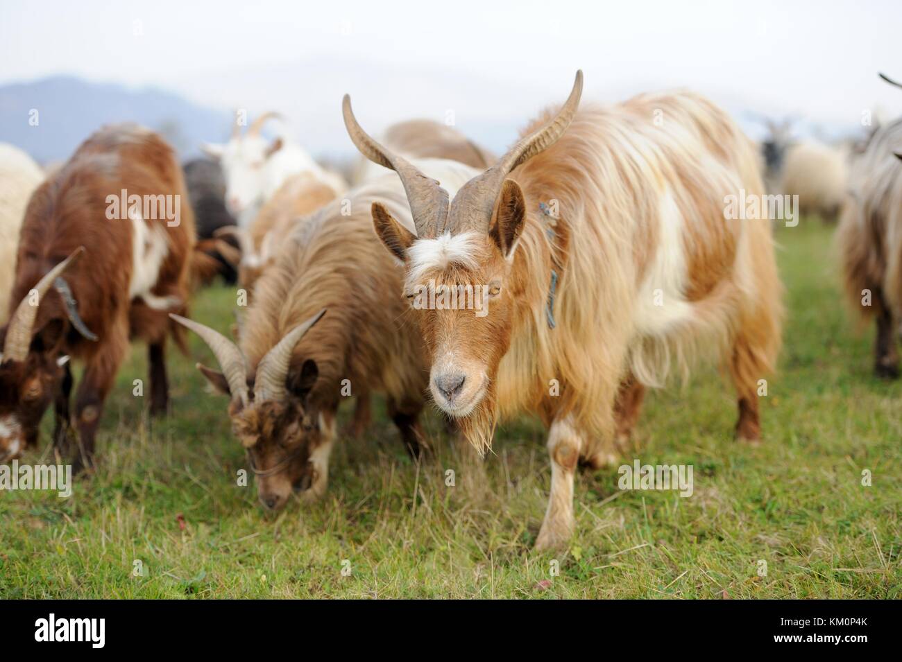 Goat in meadow. Goat herd Stock Photo - Alamy