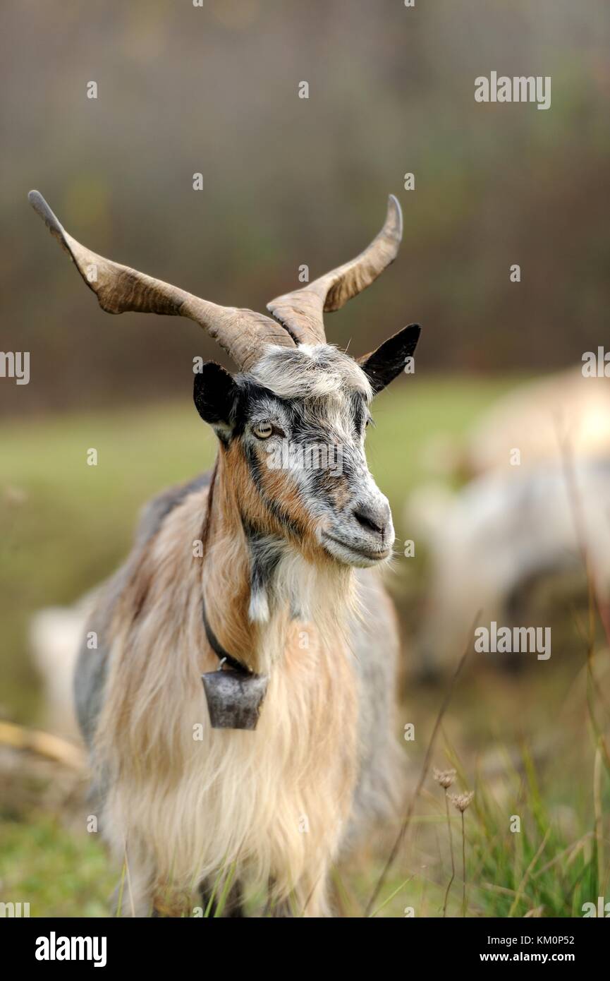 Goat in meadow. Goat herd Stock Photo - Alamy