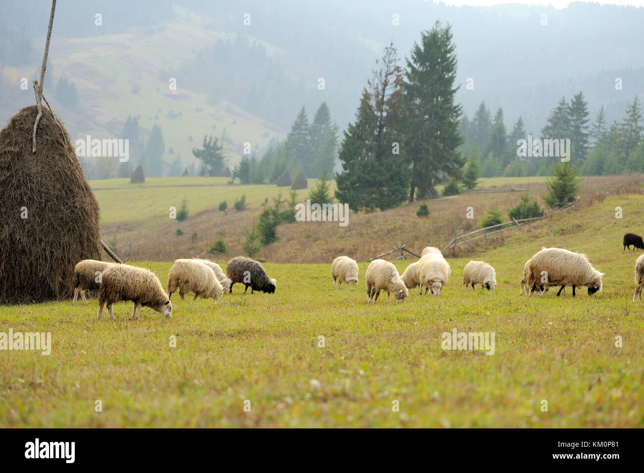 Sheep herd in field Stock Photo - Alamy
