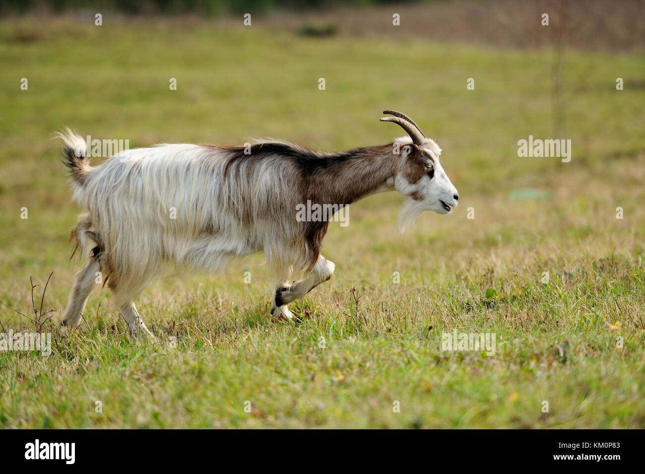 Goat in meadow. Goat herd Stock Photo - Alamy