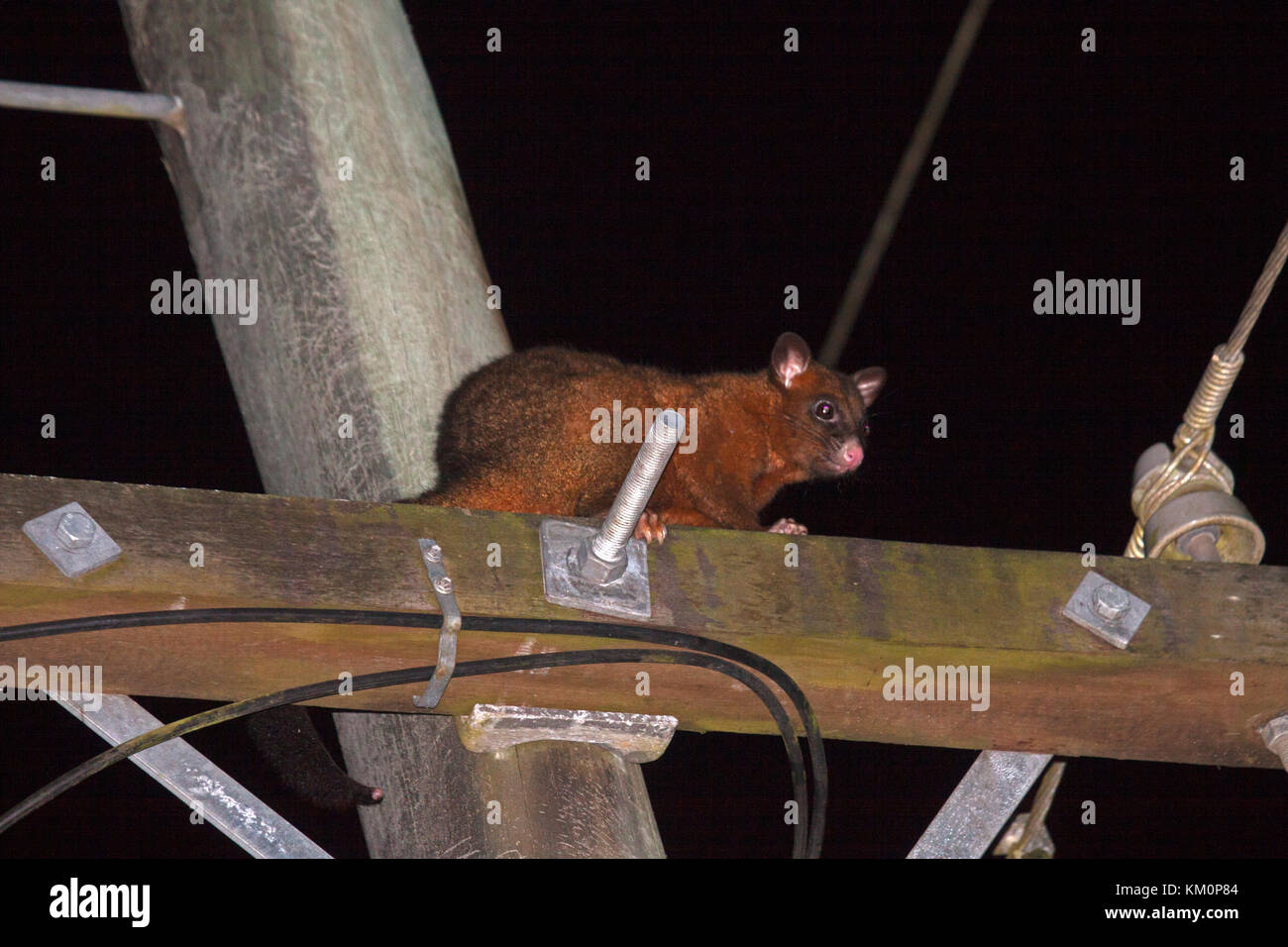 Common brushtail possum on top of electric pole at night in Queensland ...