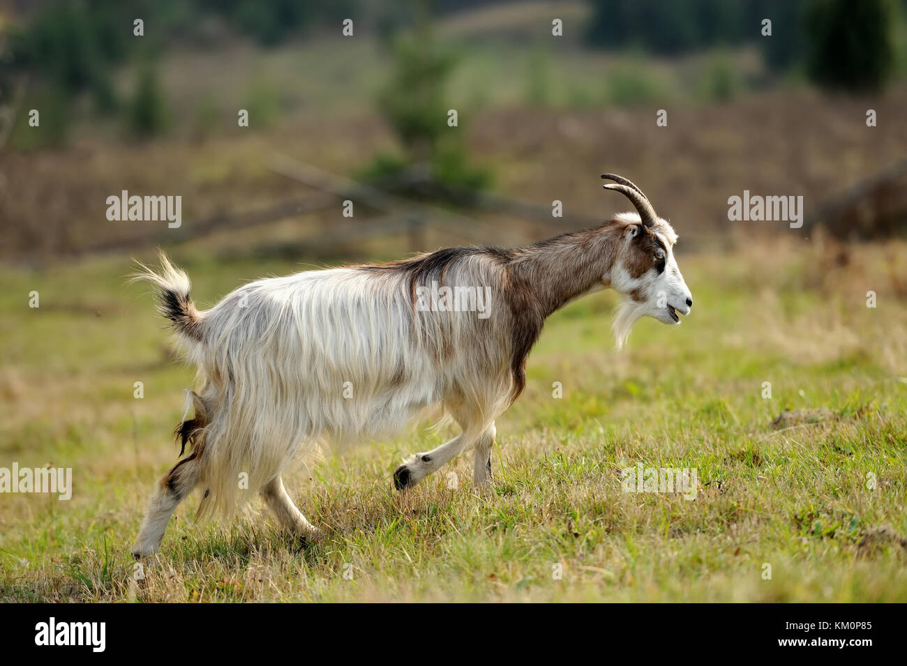 Goat in meadow. Goat herd Stock Photo - Alamy