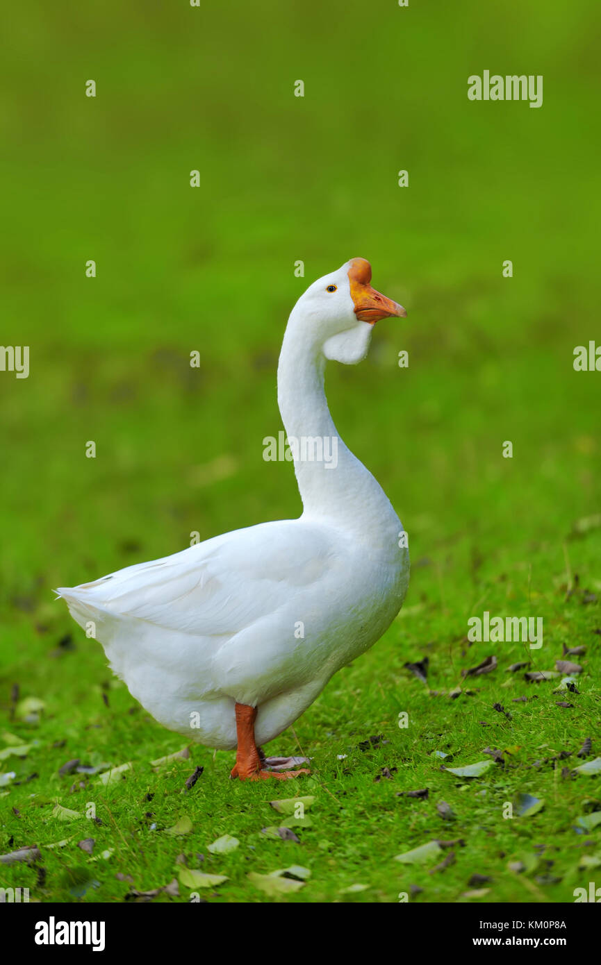 Funny goose running hi-res stock photography and images - Alamy