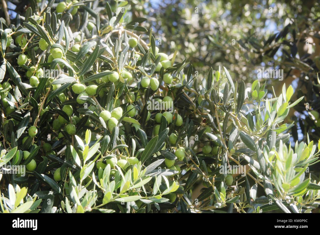 Green olive tree with fruit on branches Stock Photo - Alamy