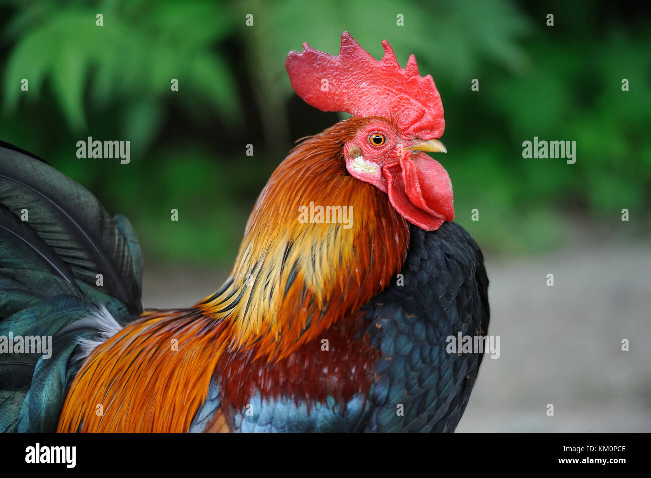 Close-up red beautiful rooster in farm Stock Photo - Alamy
