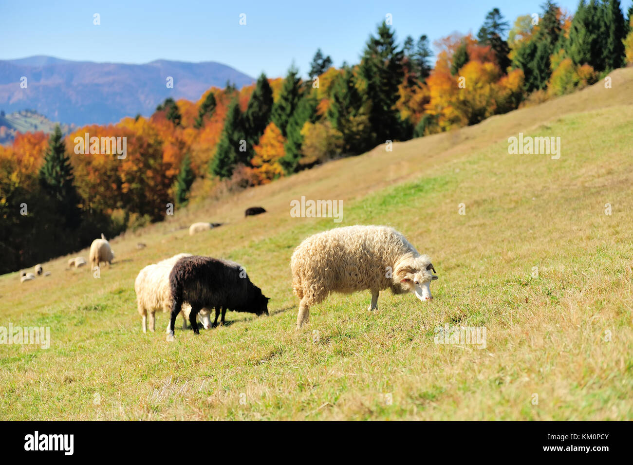 Sheep on a autumn field Stock Photo - Alamy
