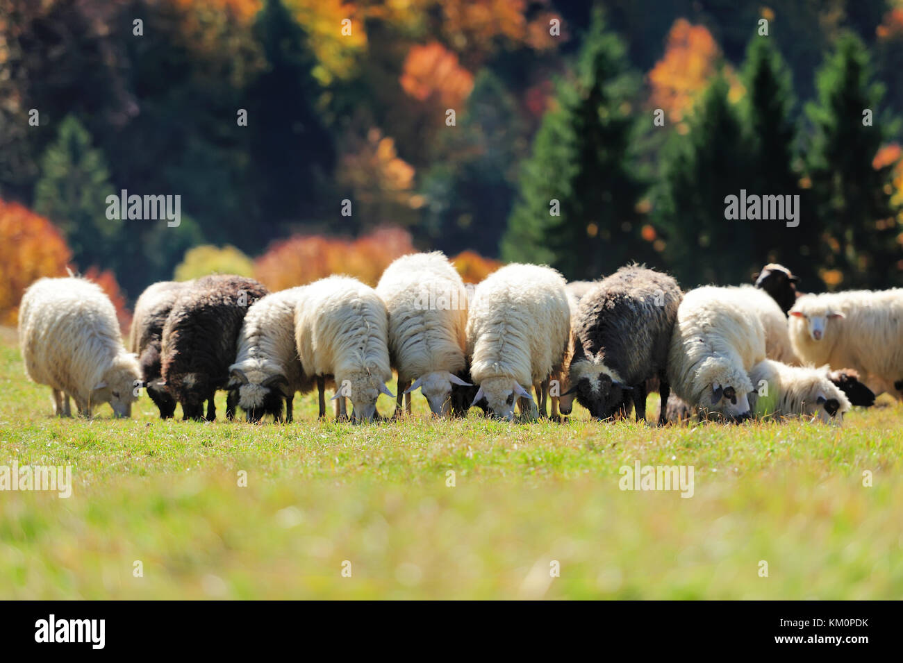 Flock sheep on a autumn field Stock Photo - Alamy
