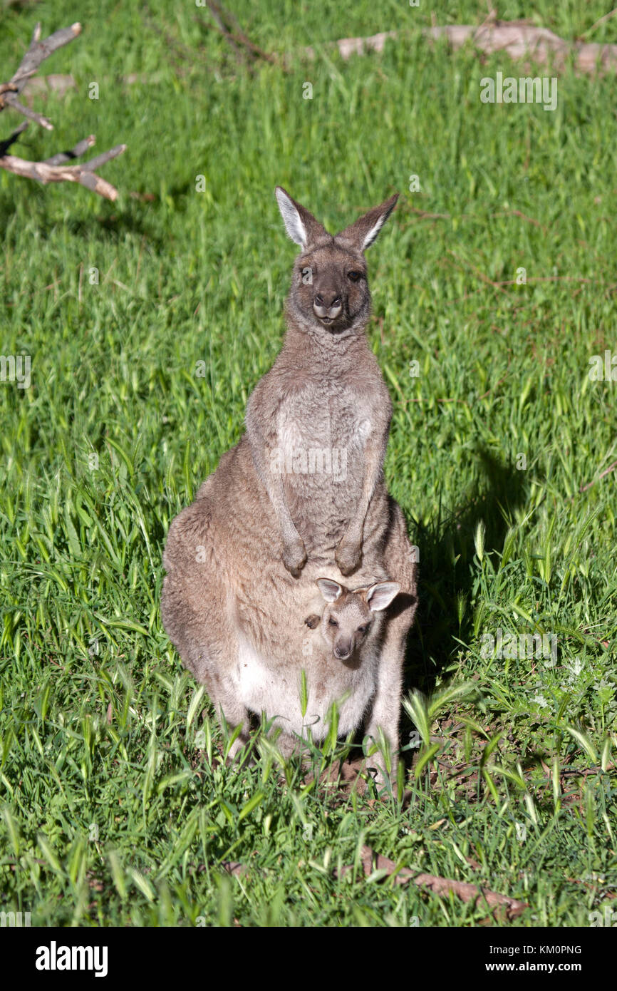 Marsupials Pouch