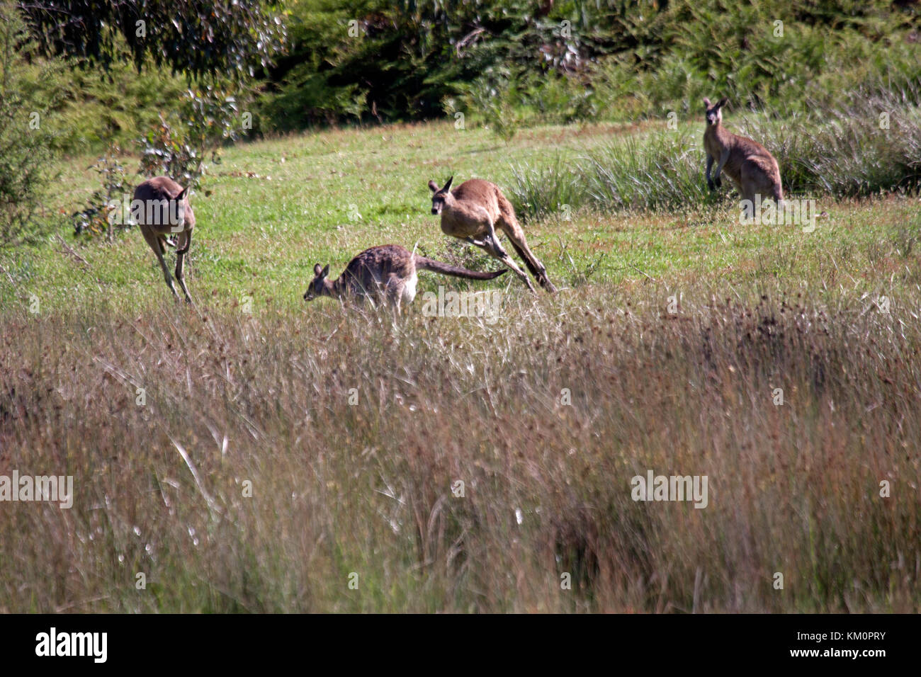 Eastern grey kangaroo in Victoria Australia Stock Photo - Alamy