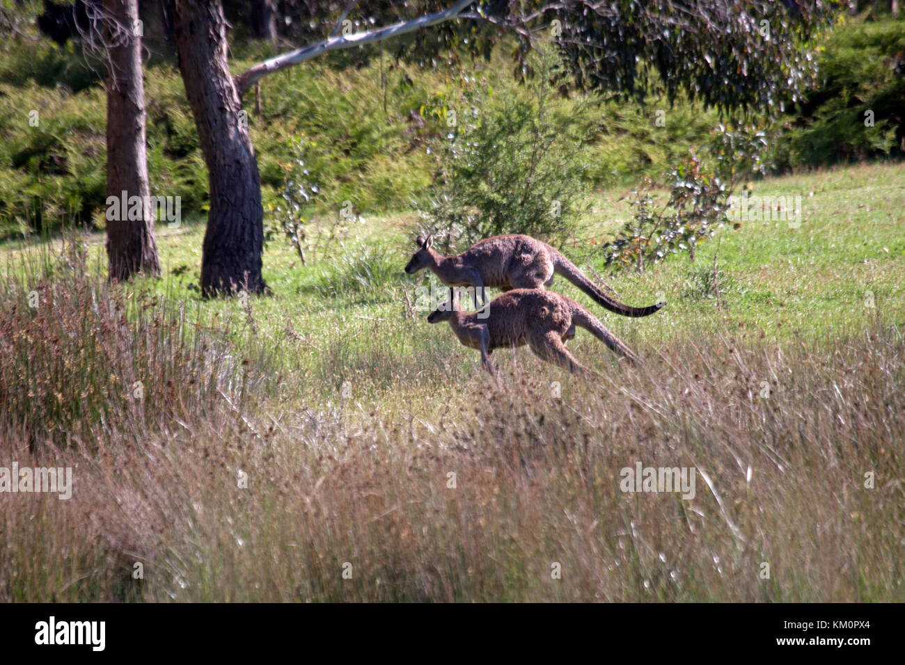 Eastern grey kangaroo in Victoria Australia Stock Photo - Alamy