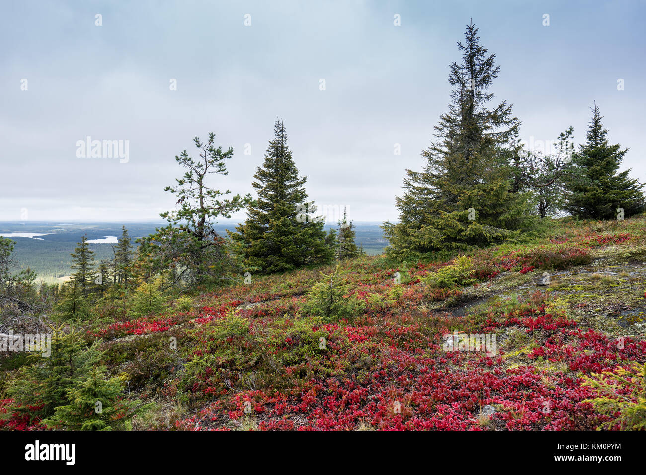 Mountains, forests, lakes view in autumn. Fall colors - ruska time in ...