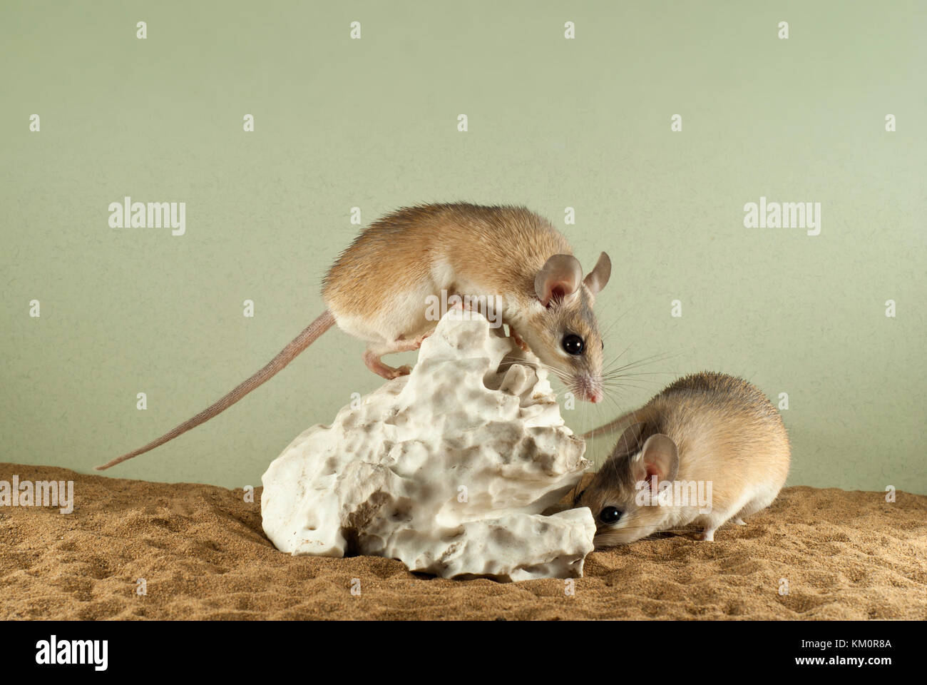African spiny mouse hi-res stock photography and images - Alamy