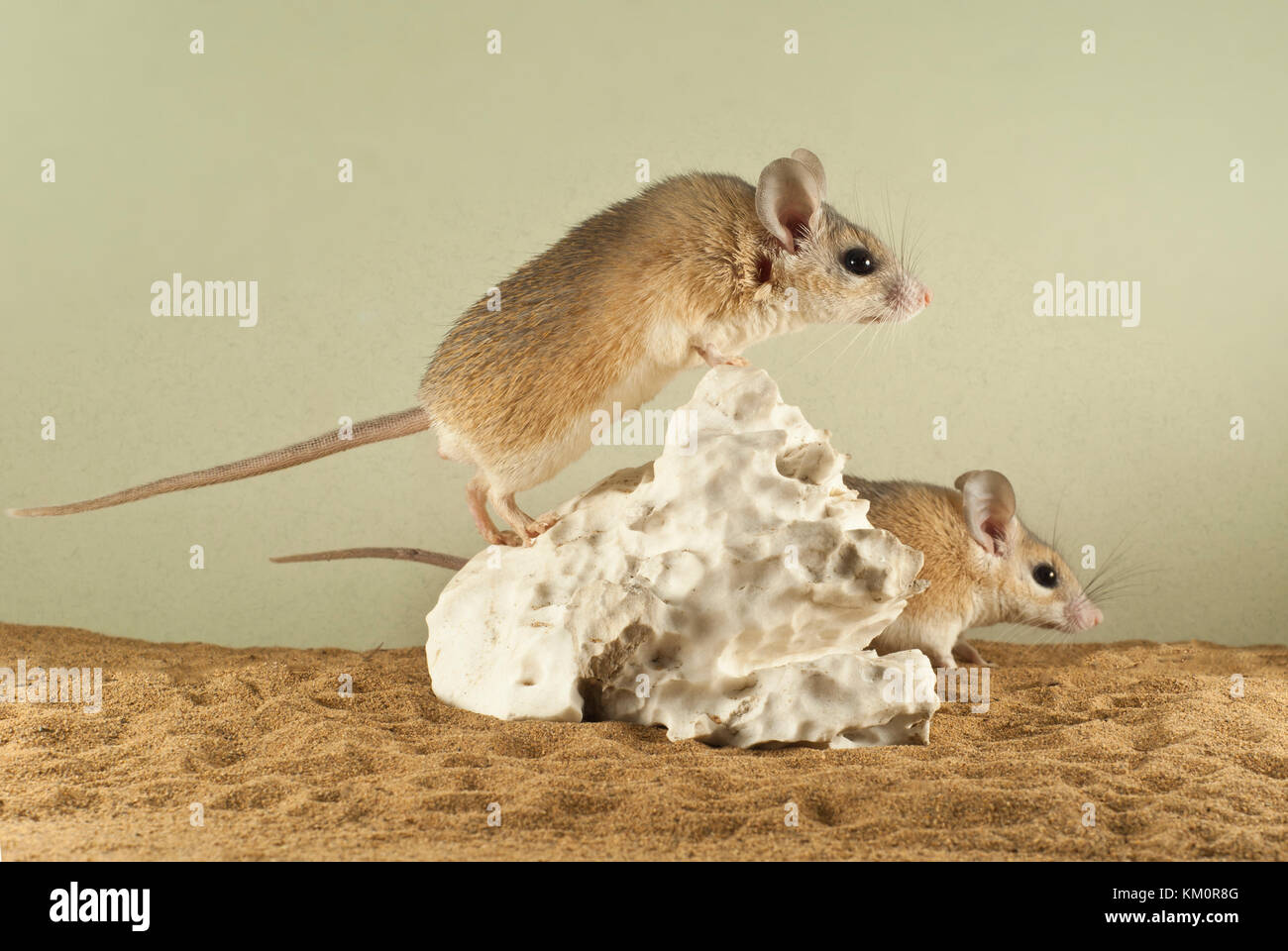 African spiny mouse hi-res stock photography and images - Alamy