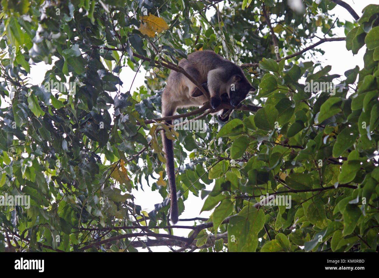 Canopy feeding hi-res stock photography and images - Alamy