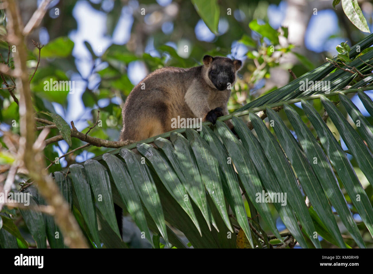 Canopy feeding hi-res stock photography and images - Alamy