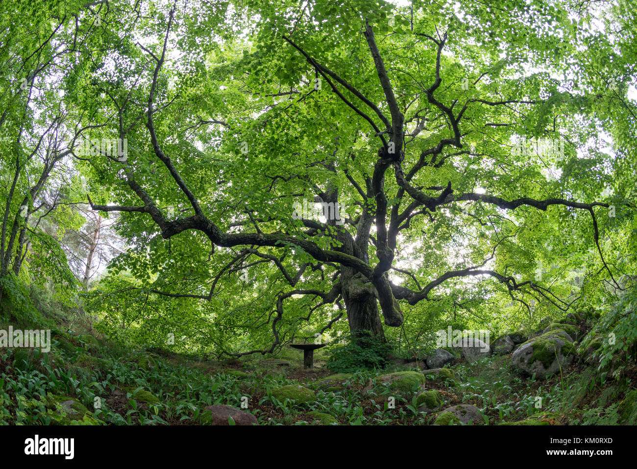 Old linden tree in the evening. Forest in summer. Mohni, small island ...