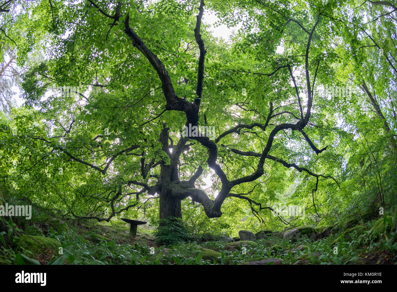 Old linden tree in the evening. Forest in summer. Mohni, small island ...
