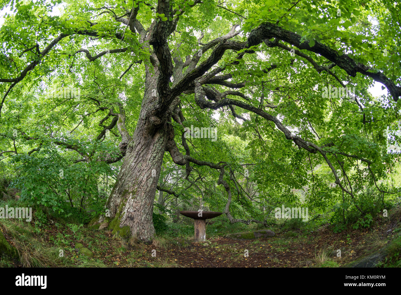 Old linden tree in the evening. Forest in summer. Mohni, small island ...
