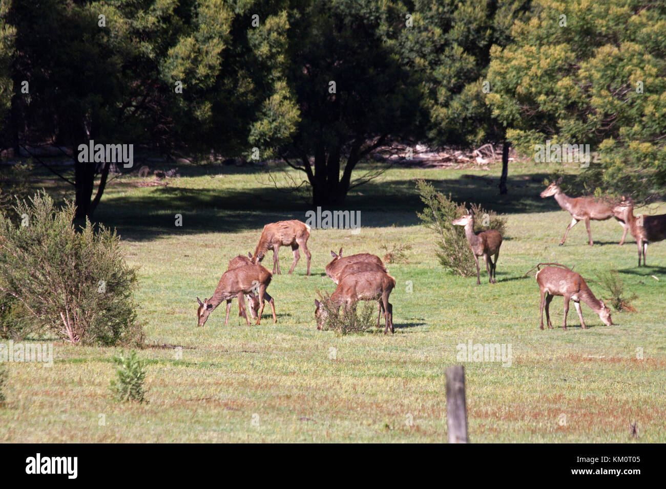 Herd deer australia hi-res stock photography and images - Alamy