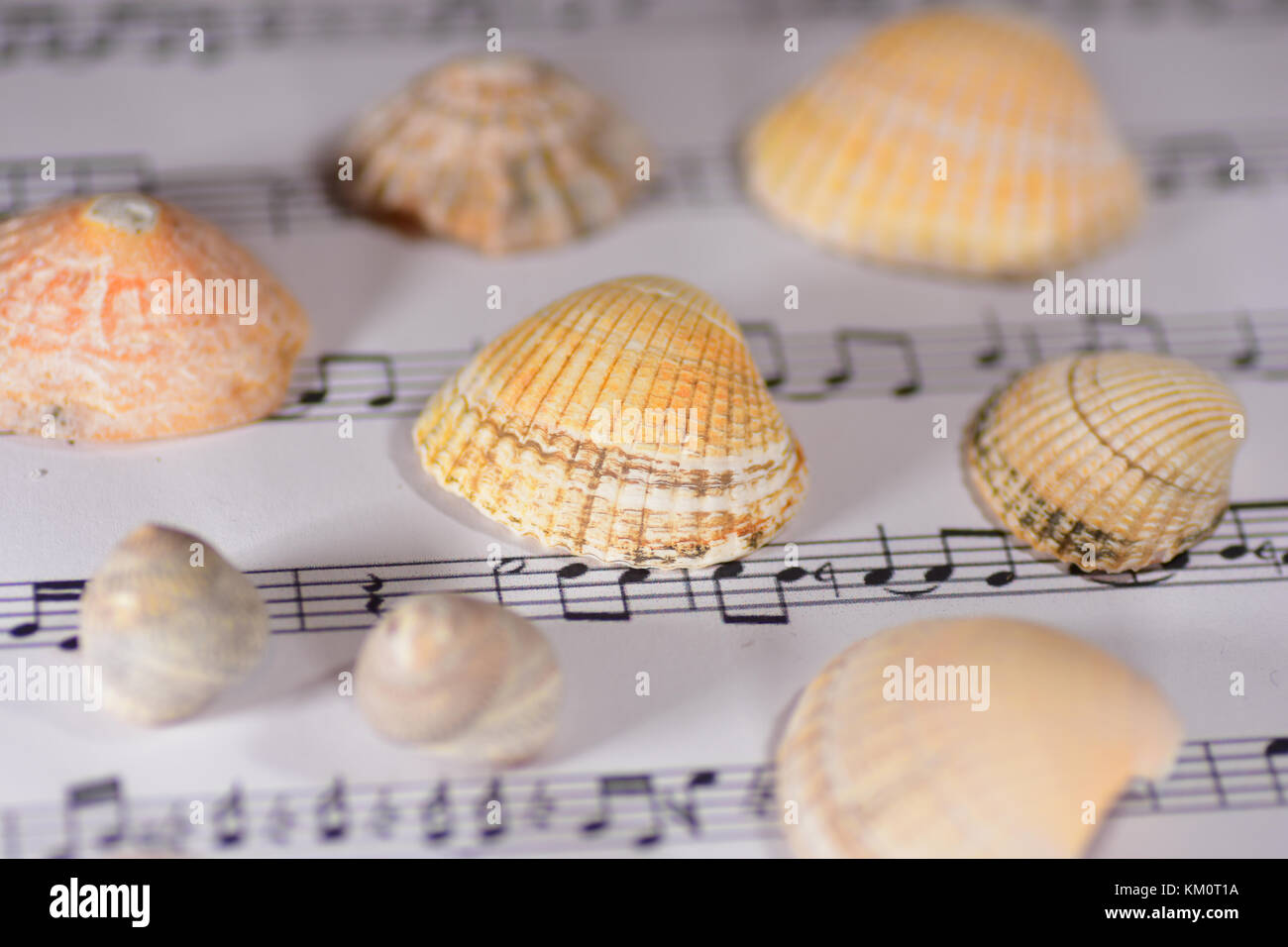Sea shells on a music sheet concept Stock Photo - Alamy