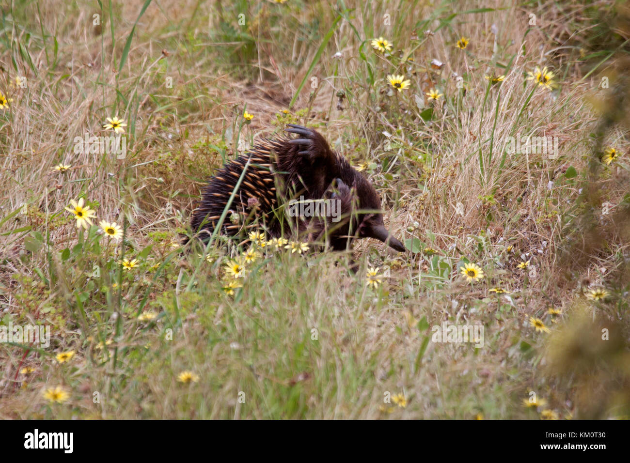 Strong claws for digging hi-res stock photography and images - Alamy