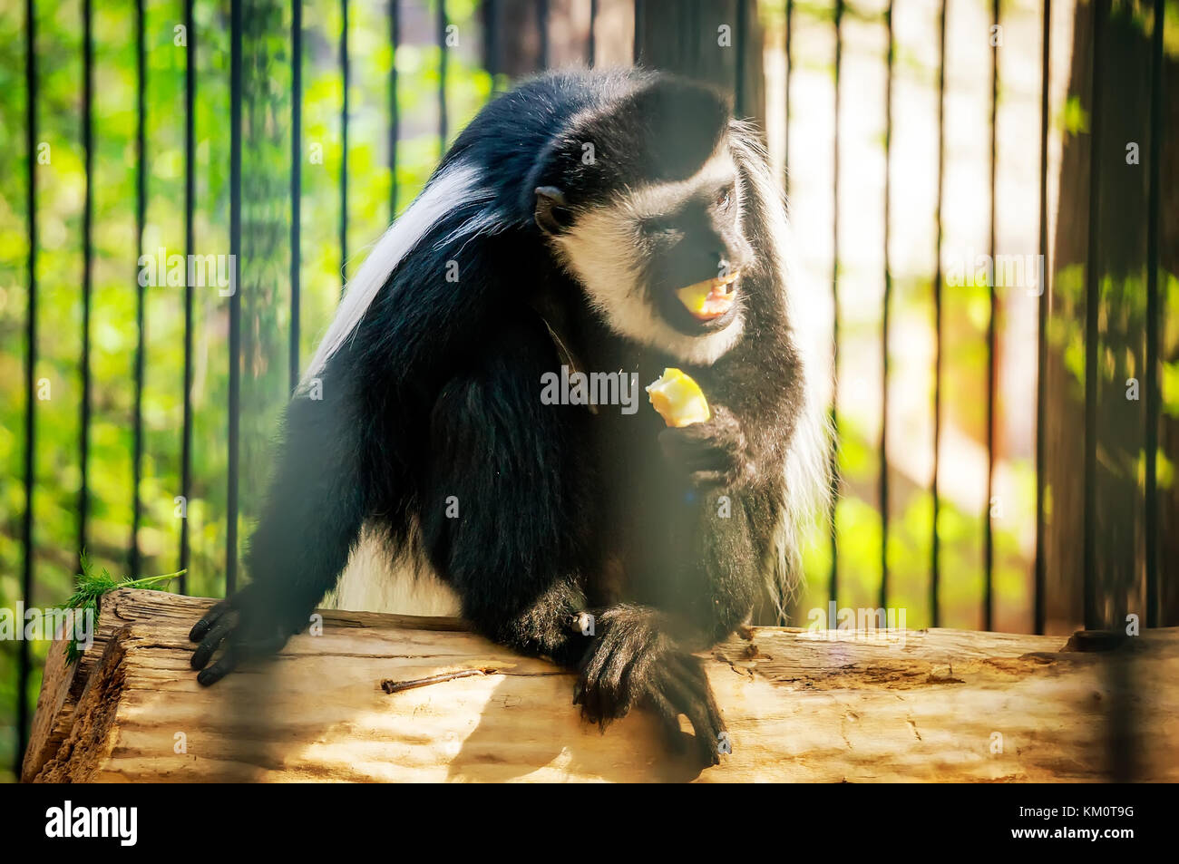 White cheeks hi-res stock photography and images - Alamy