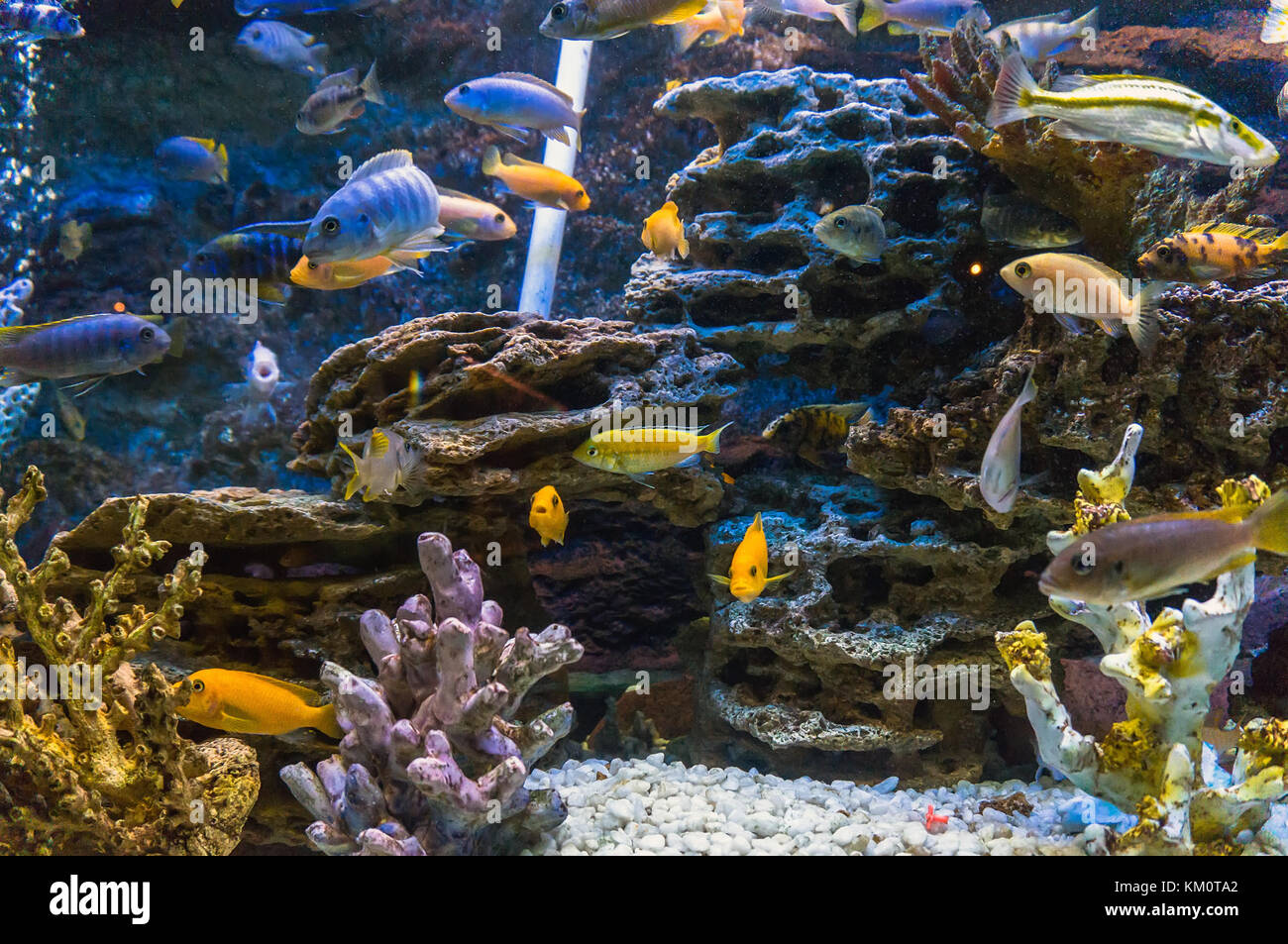 Coral Reef and Tropical Fish. Life aquarium fish Stock Photo - Alamy