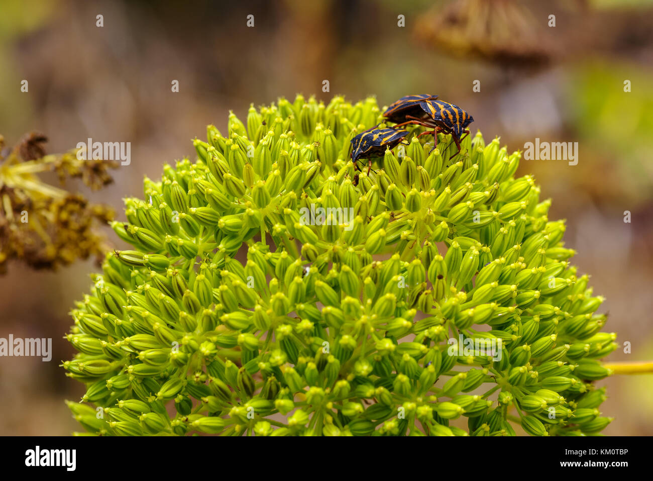 Striated shield bugs on wild leek plant Stock Photo - Alamy