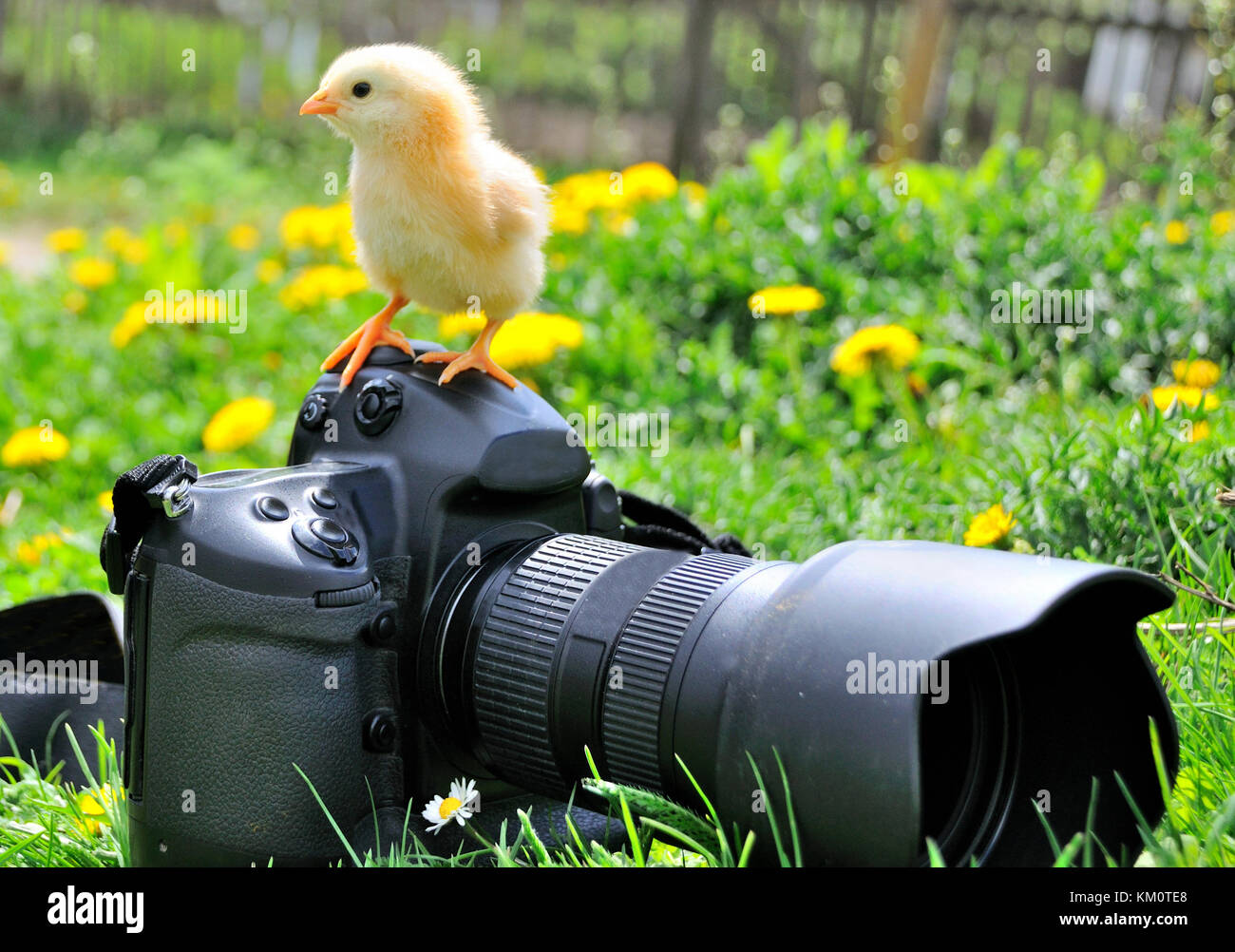 Chicken and photocamera Stock Photo - Alamy