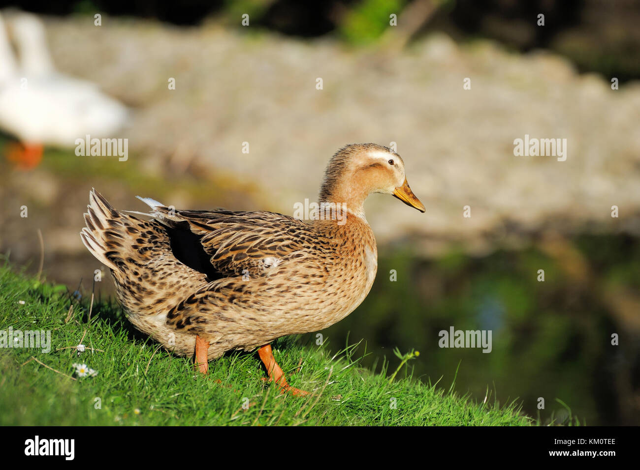 Beautiful duck animal in wildlife Animal Stock Photo - Alamy