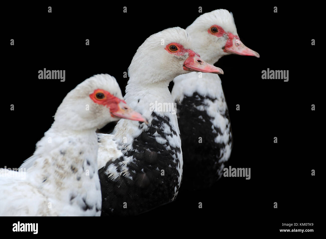 Head three ducks on a black background (focus on the center Stock Photo ...