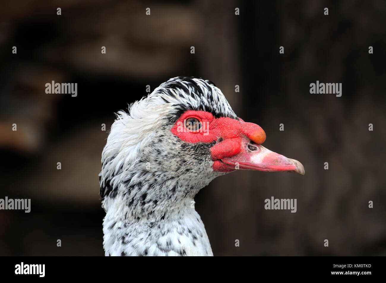 Female Mallard Duck quacking, closeup head shot Stock Photo - Alamy