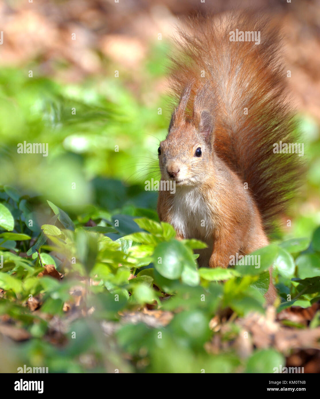 Red forest squirrel playing outdoors Stock Photo - Alamy