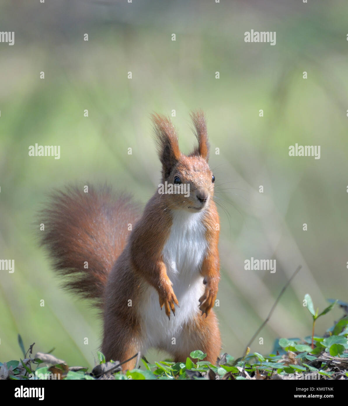 Red forest squirrel playing outdoors Stock Photo - Alamy